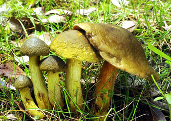 牛肝菌目 Boletales 蓝色动物学